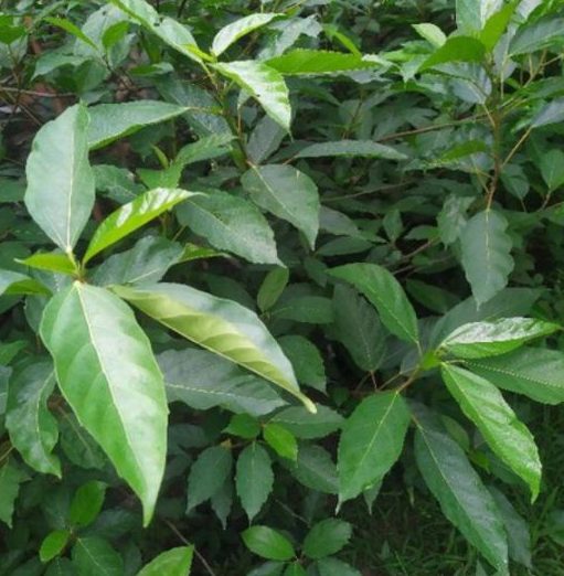 Lá Sung Tươi – Cửa Hàng Người Việt Tại Nhật Bản